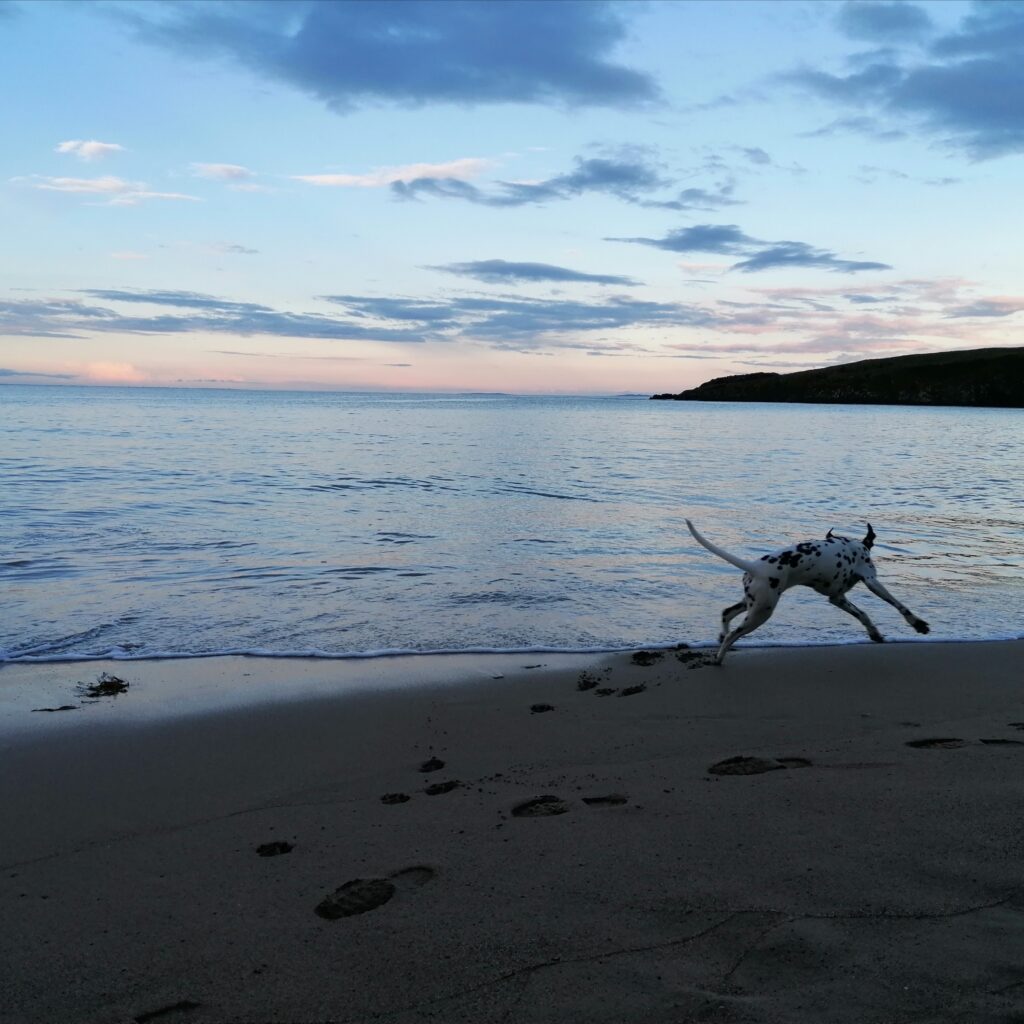 Pet Friendly Getaways in Wexford | Visit Wexford