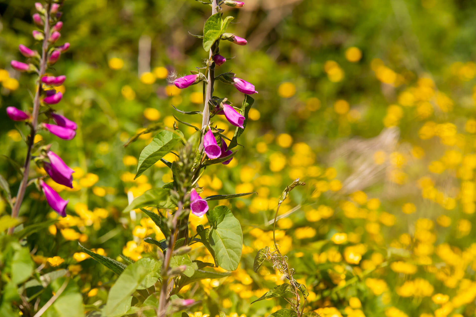 South East Greenway - Visit Wexford